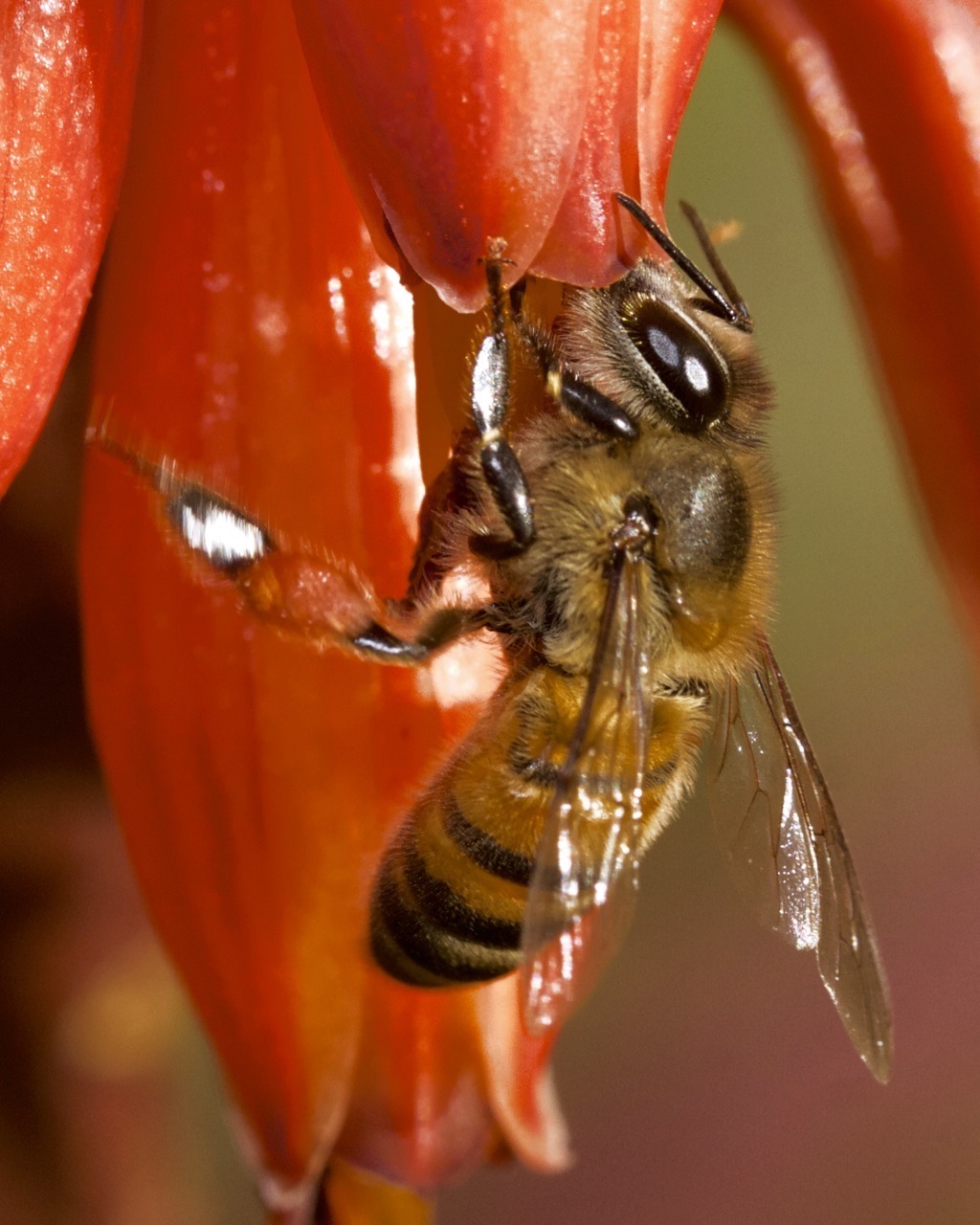 African Honeybee | Shutterbug